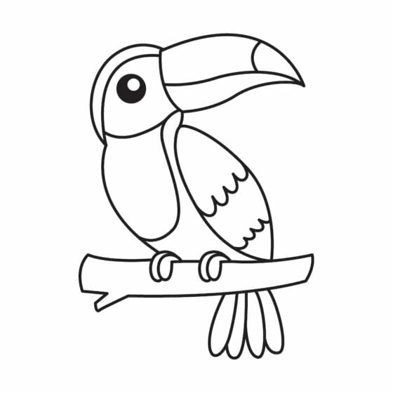 How to Draw a Toucan - Easy Step-by-Step Video Guide
